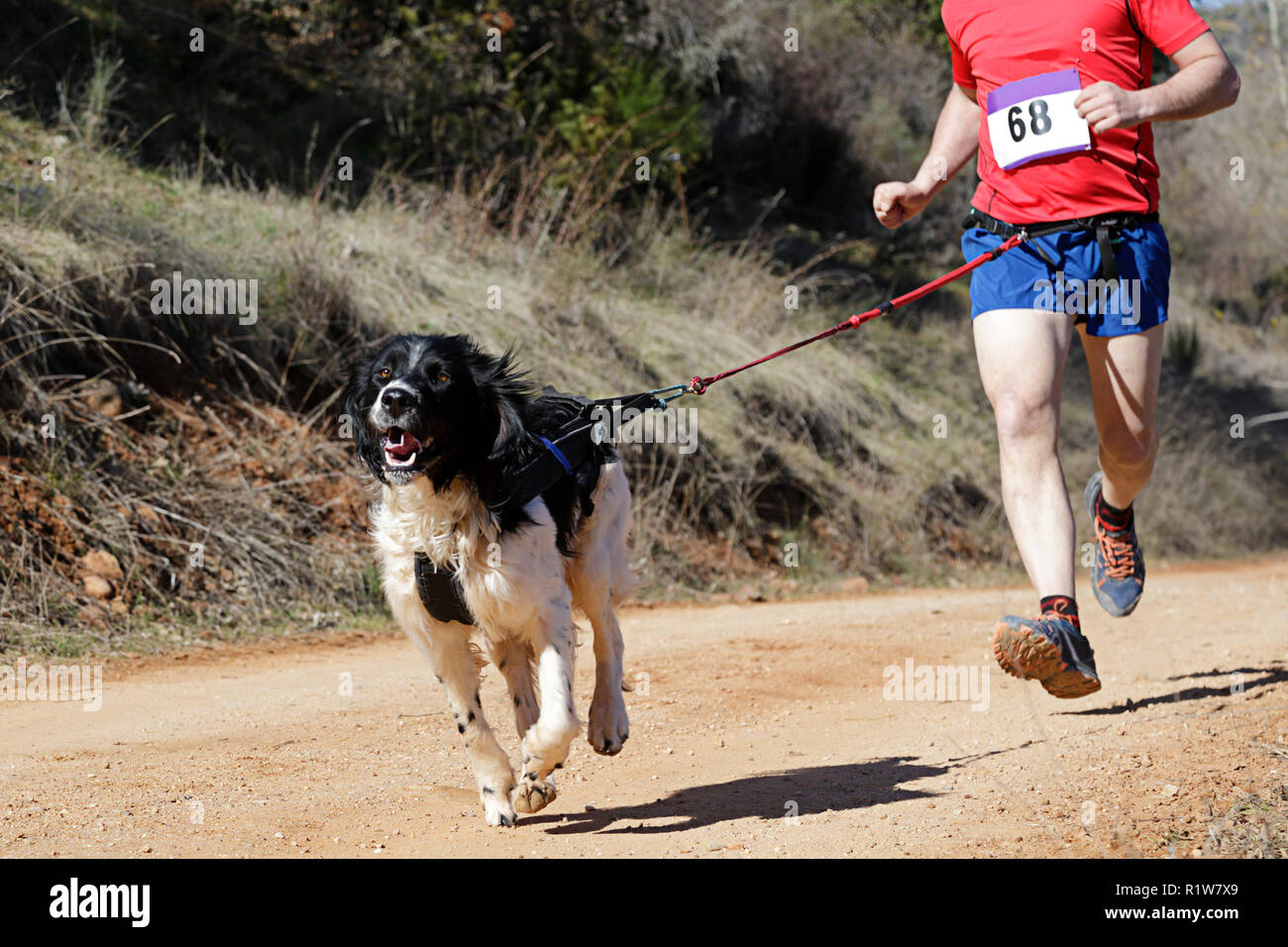Dog and man taking part in a popular canicross race Stock Photo - Alamy