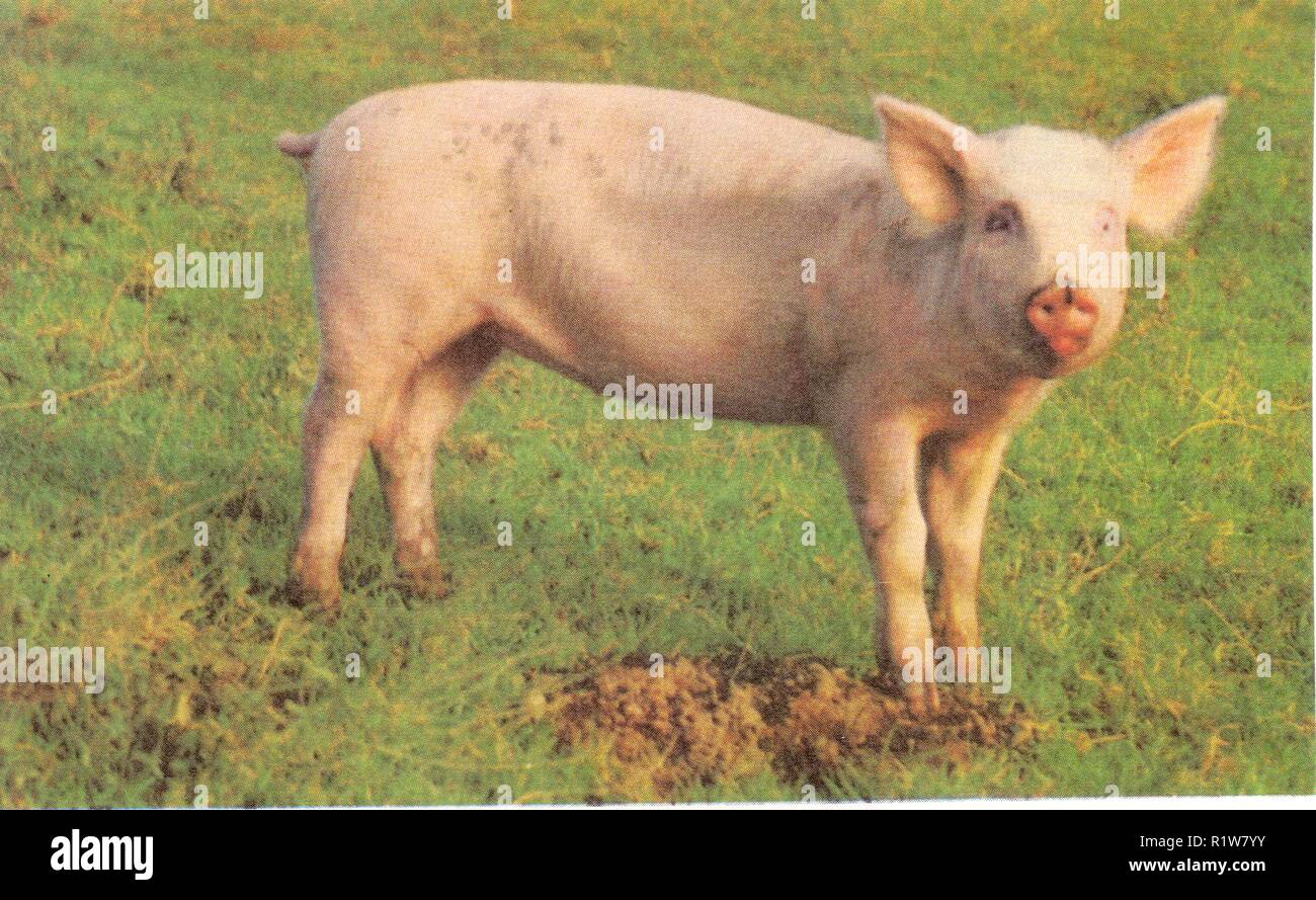 Le porc hi-res stock photography and images - Alamy