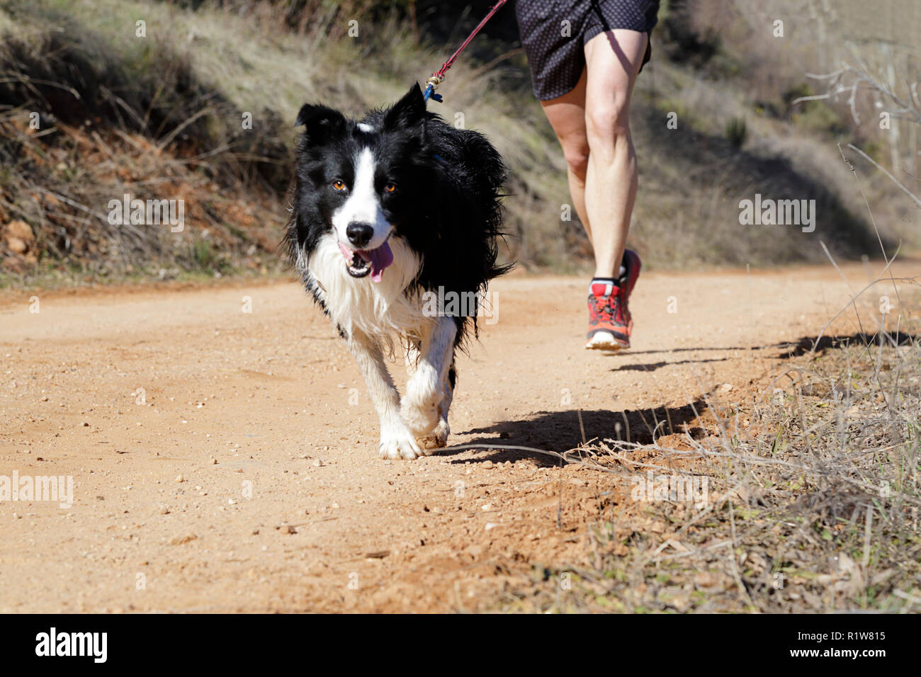 Dog and man taking part in a popular canicross race Stock Photo - Alamy