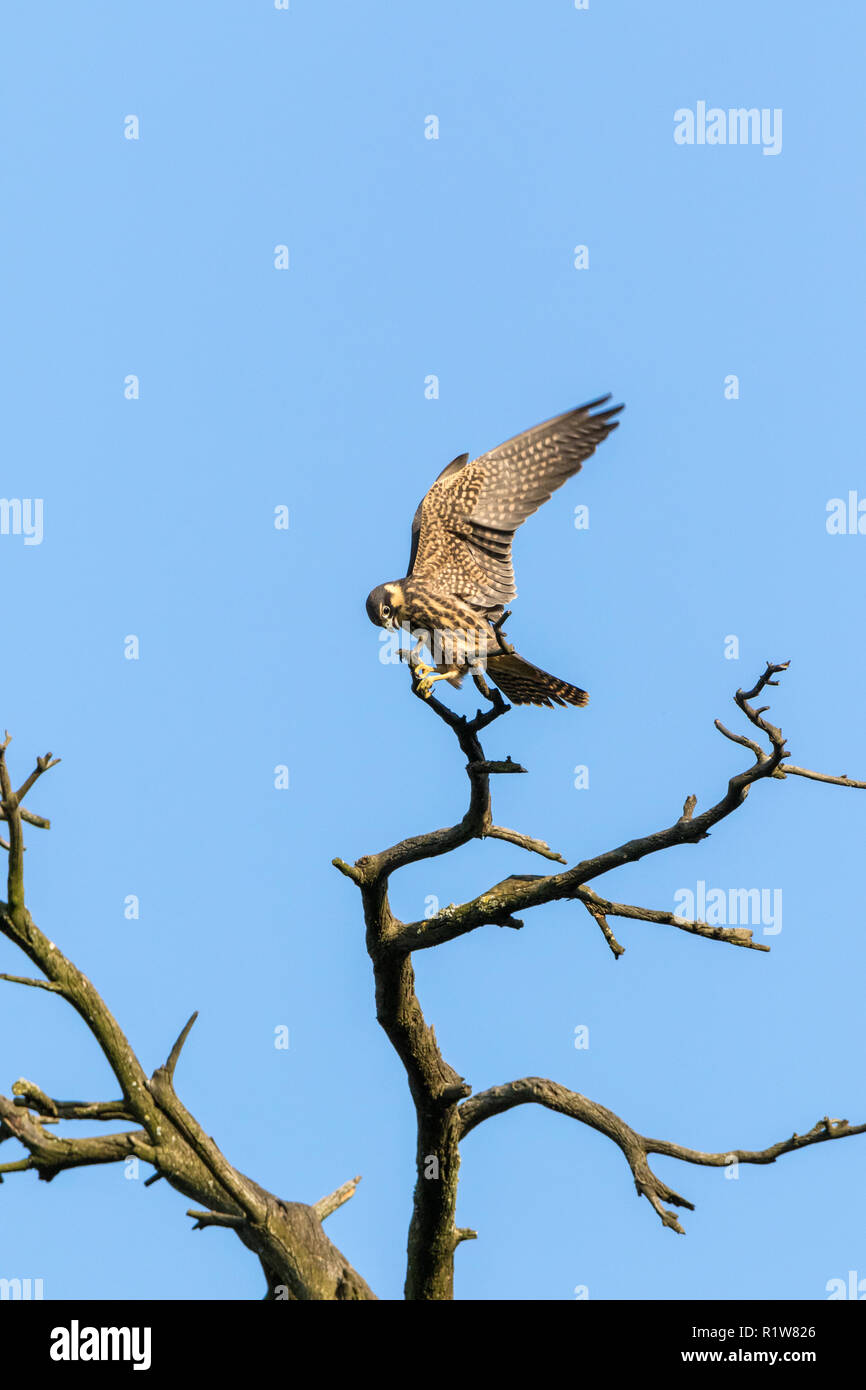 Northern Hobby (Falco subbuteo). Russia, Moscow Stock Photo - Alamy