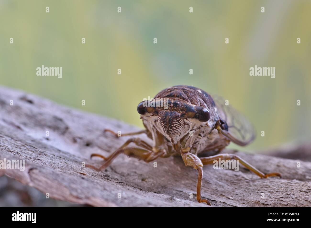 Noisy insect hi-res stock photography and images - Alamy