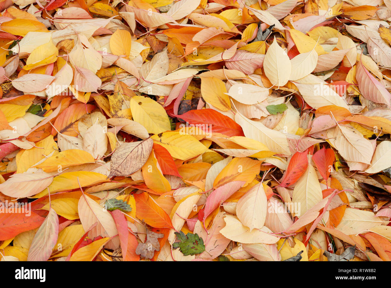 Textural leaves hi-res stock photography and images - Alamy