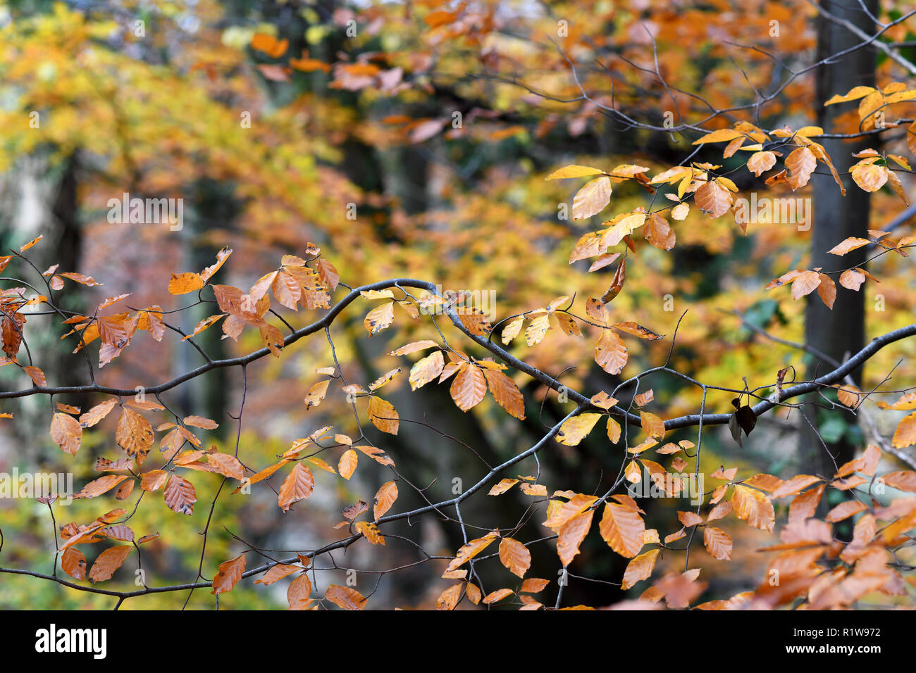Autumn leaves uk hi-res stock photography and images - Alamy