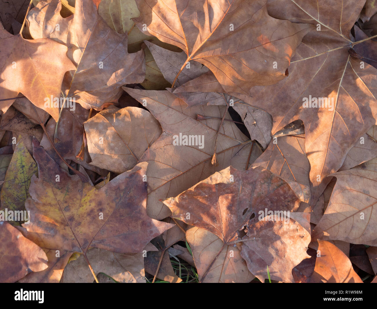 Leaves seen on ground hi-res stock photography and images - Alamy