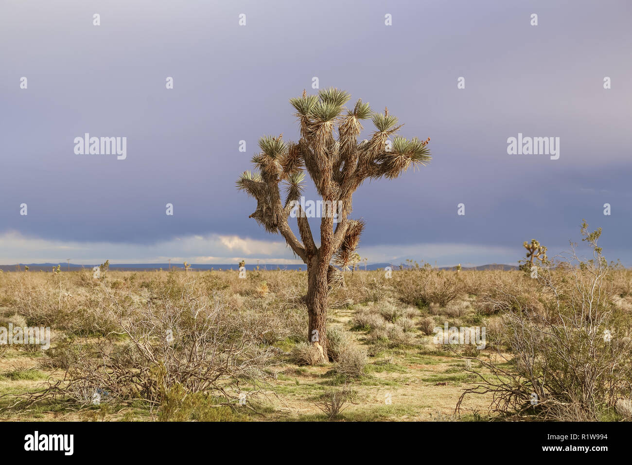 lonely joshua tree in the mojave desert california Stock Photo - Alamy