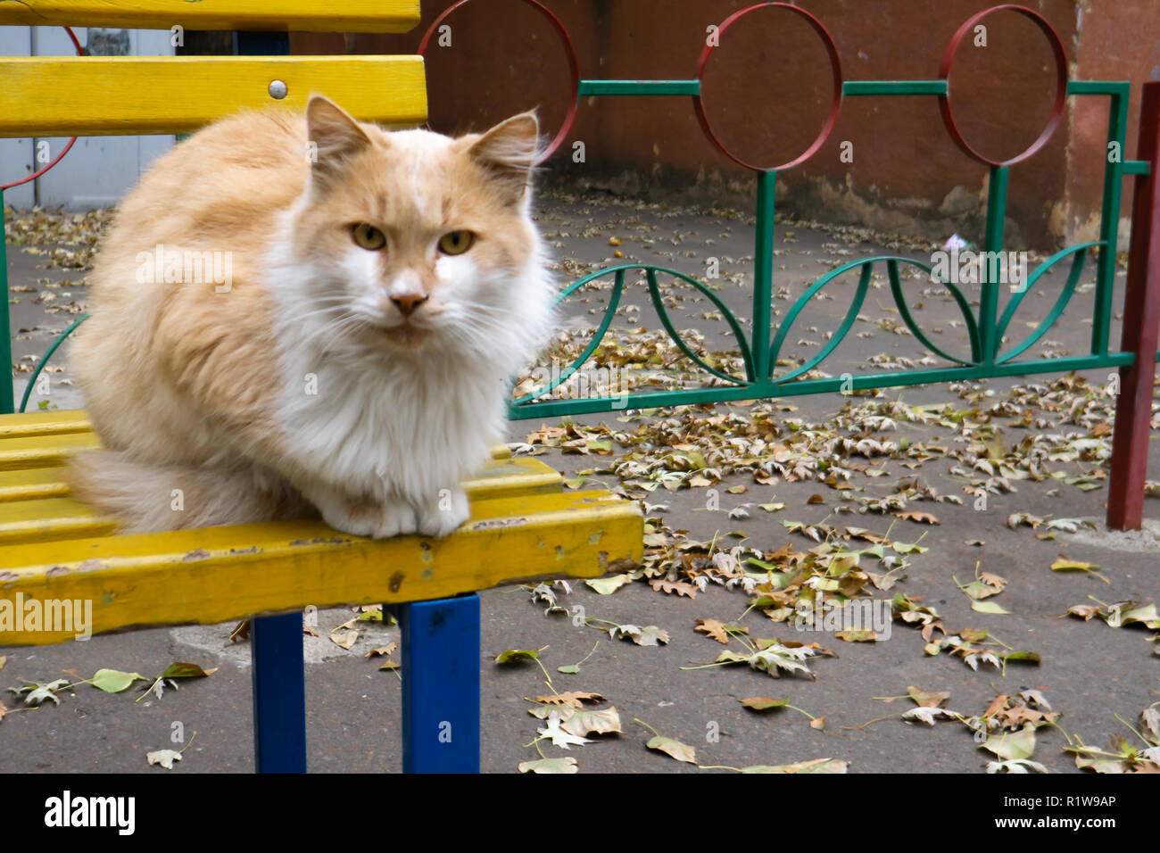 Beautiful ginger cat street cat hi-res stock photography and images - Alamy