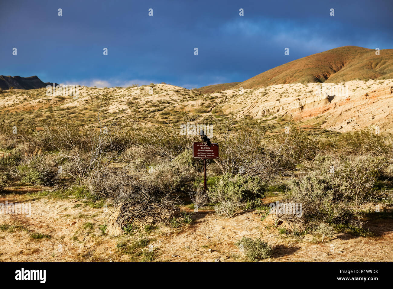Crow in death valley national park hi-res stock photography and images ...