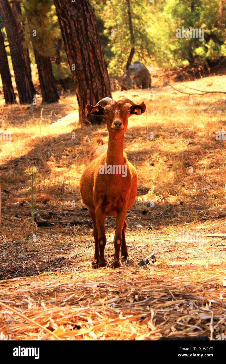 A wild, male, Turkish mountain goat near Iztuzu Beach, Dalyan, Turkey ...