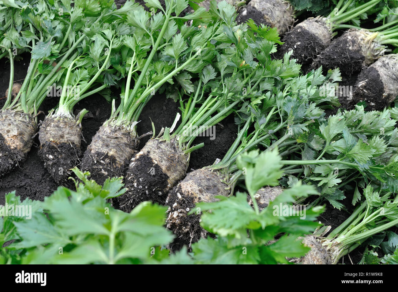 Vegetable stack hi-res stock photography and images - Alamy