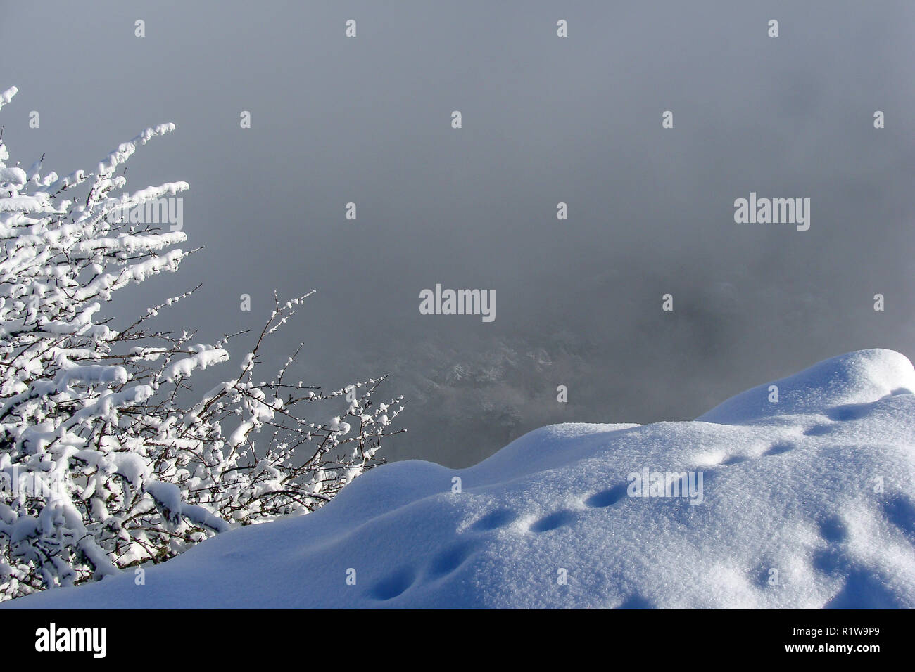 From below forest way hi-res stock photography and images - Alamy