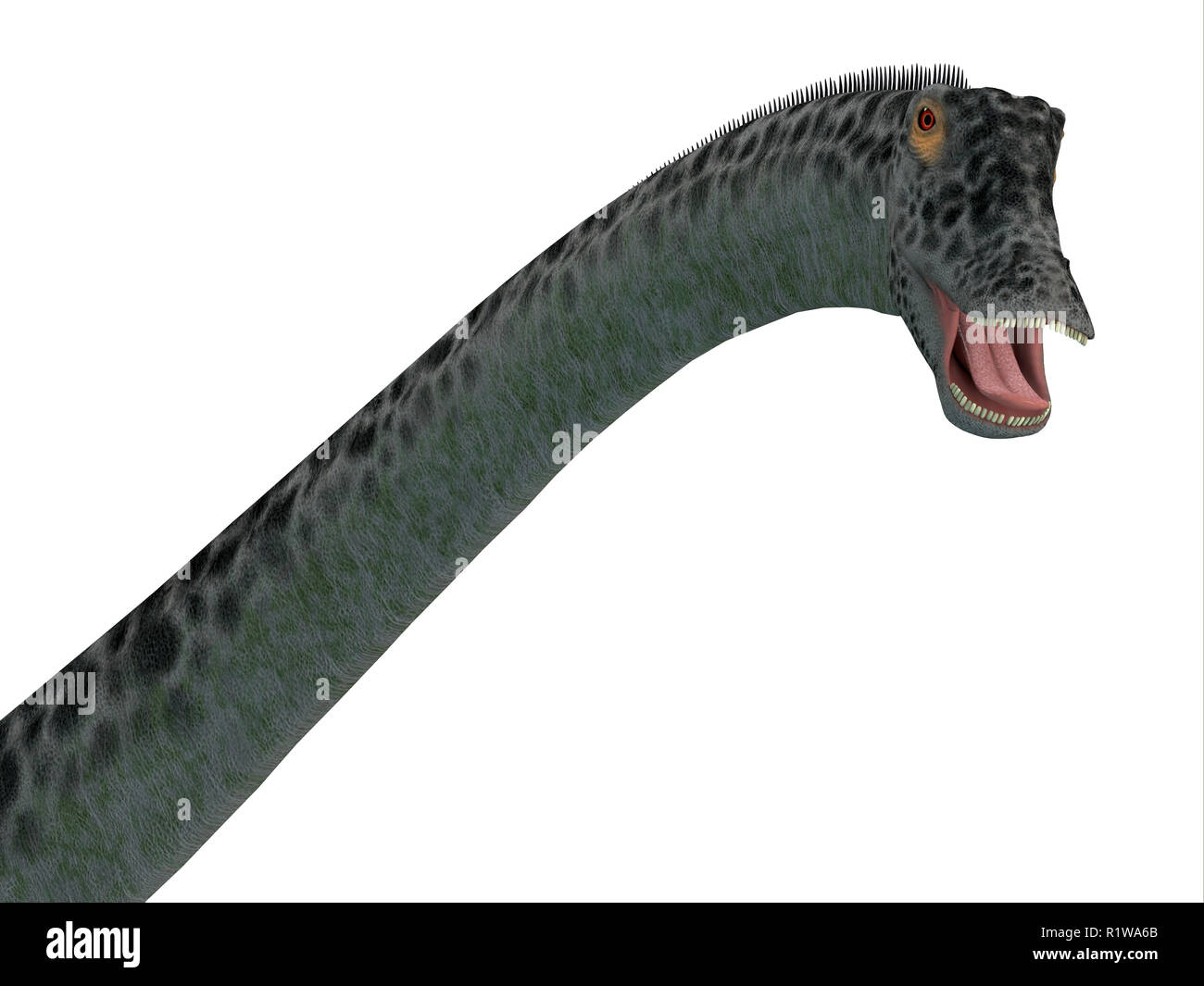 Diplodocus head hi-res stock photography and images - Alamy
