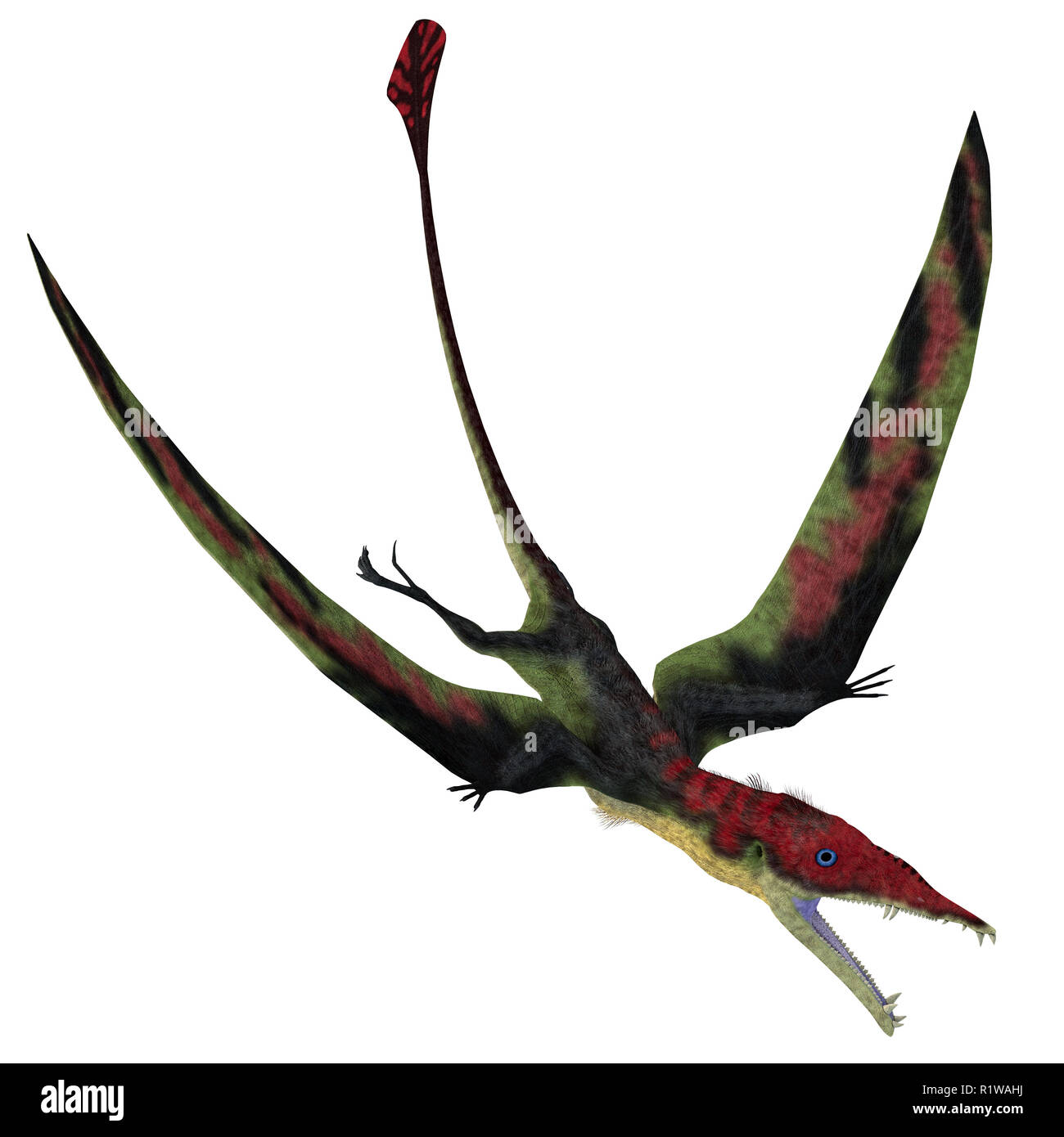 Prehistoric genus of pterosaur hi-res stock photography and images - Alamy