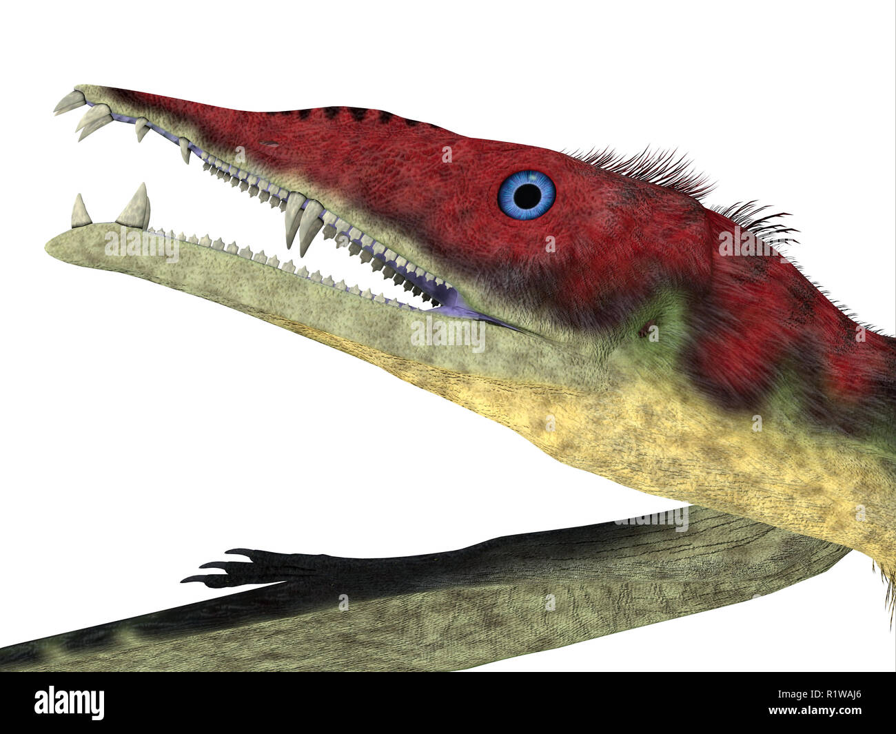 Eudimorphodon hi-res stock photography and images - Alamy