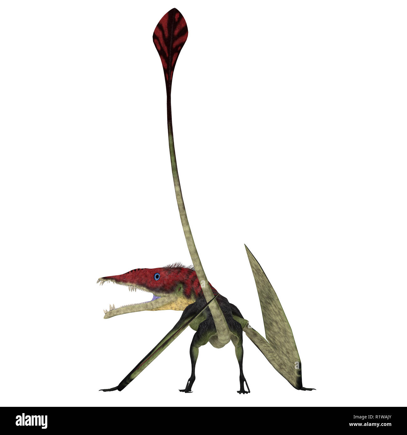 Eudimorphodon Pterosaur Tail - Eudimorphodon was a carnivorous ...