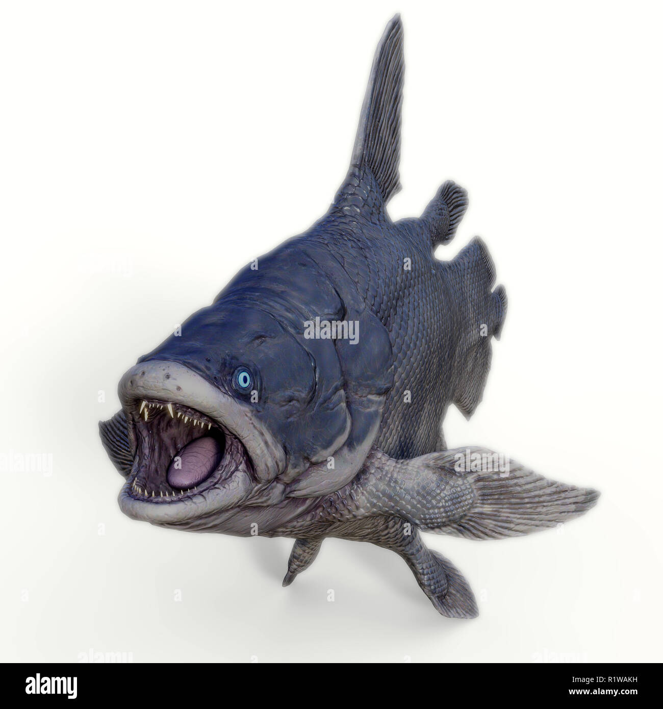Mawsonia was a extinct coelacanth lobe-finned fish that prowled the ...