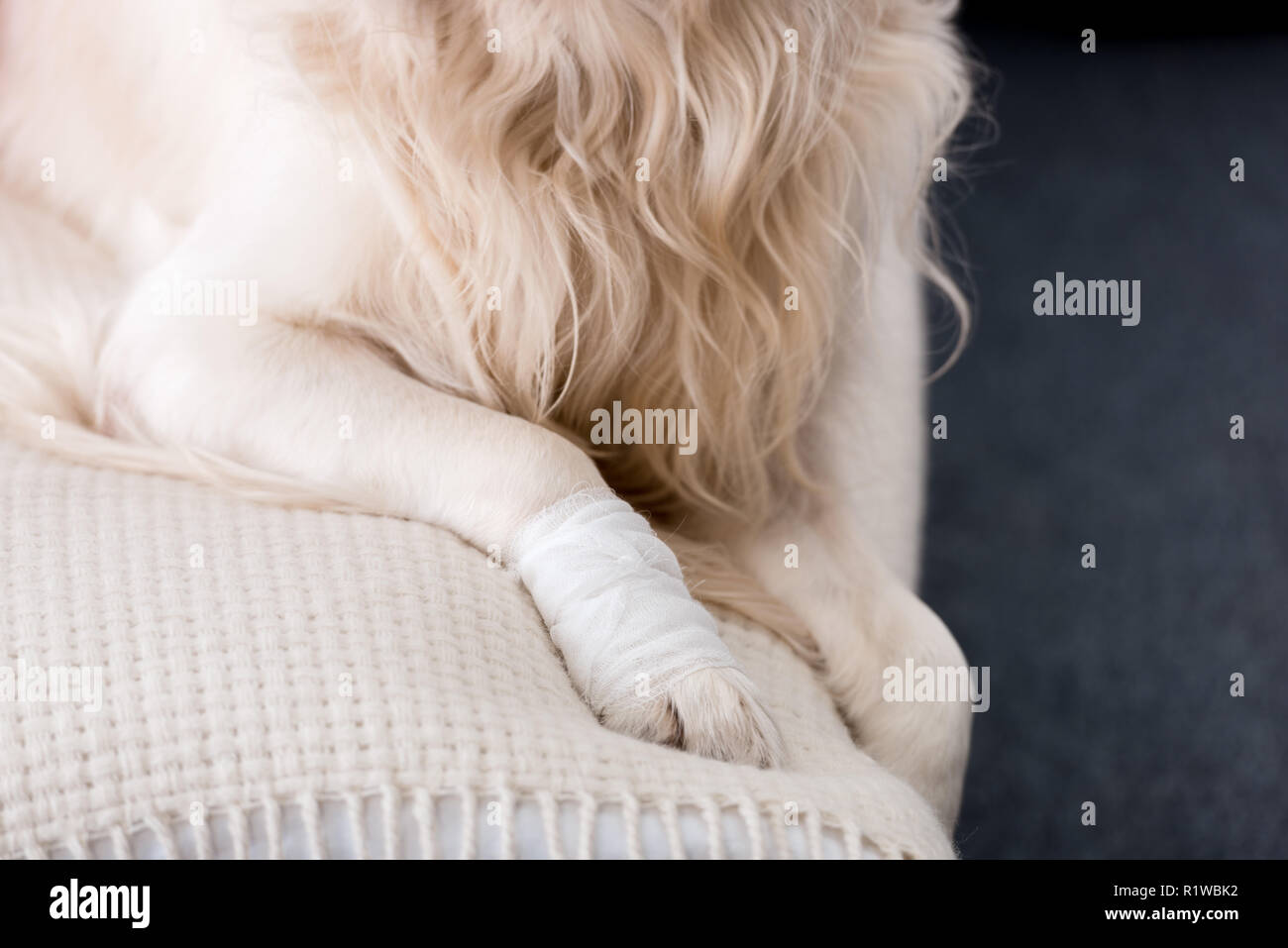 Partial view of dog with a bandaged paw Stock Photo - Alamy