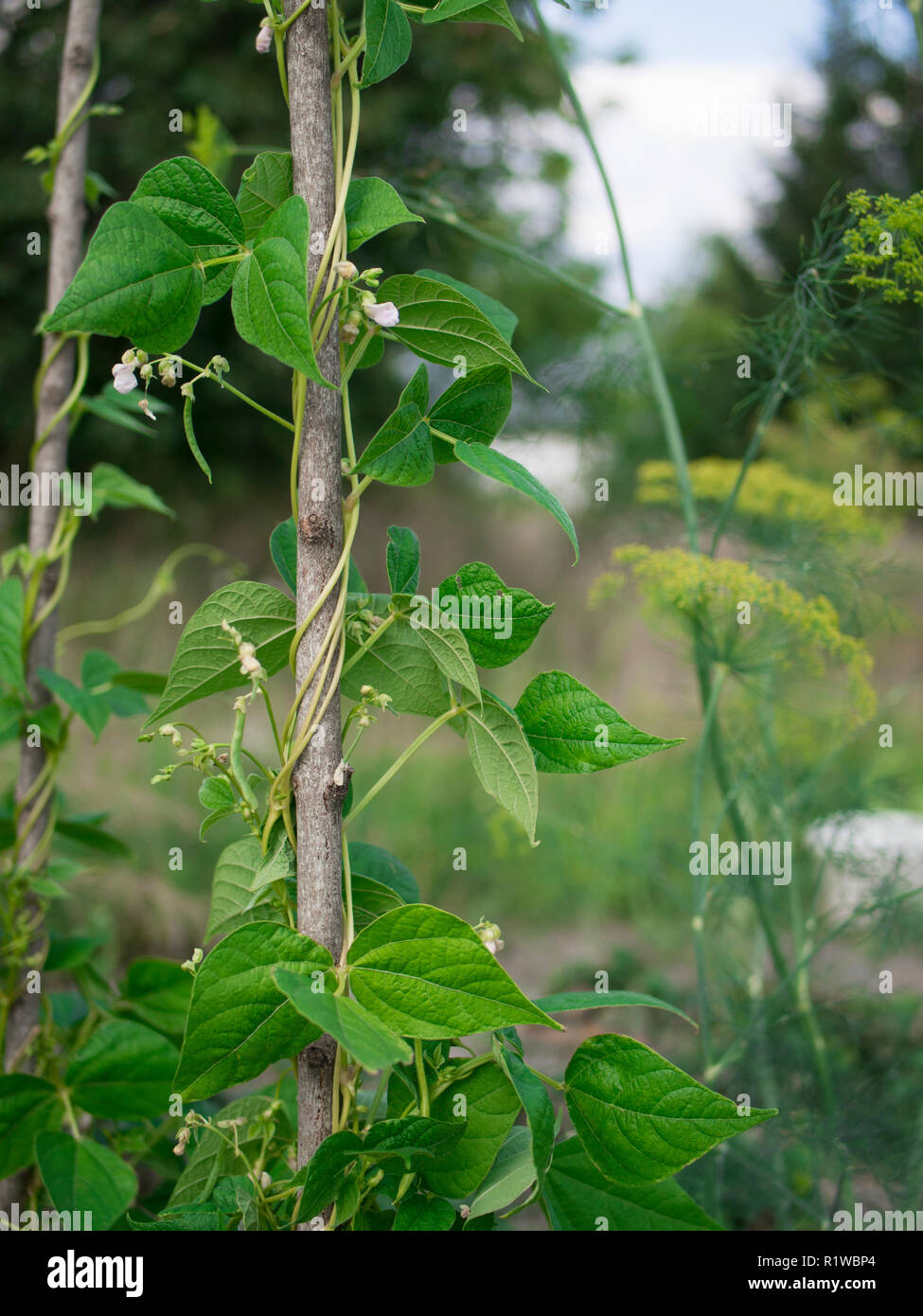 A countryside garden. Bean creapers Stock Photo - Alamy