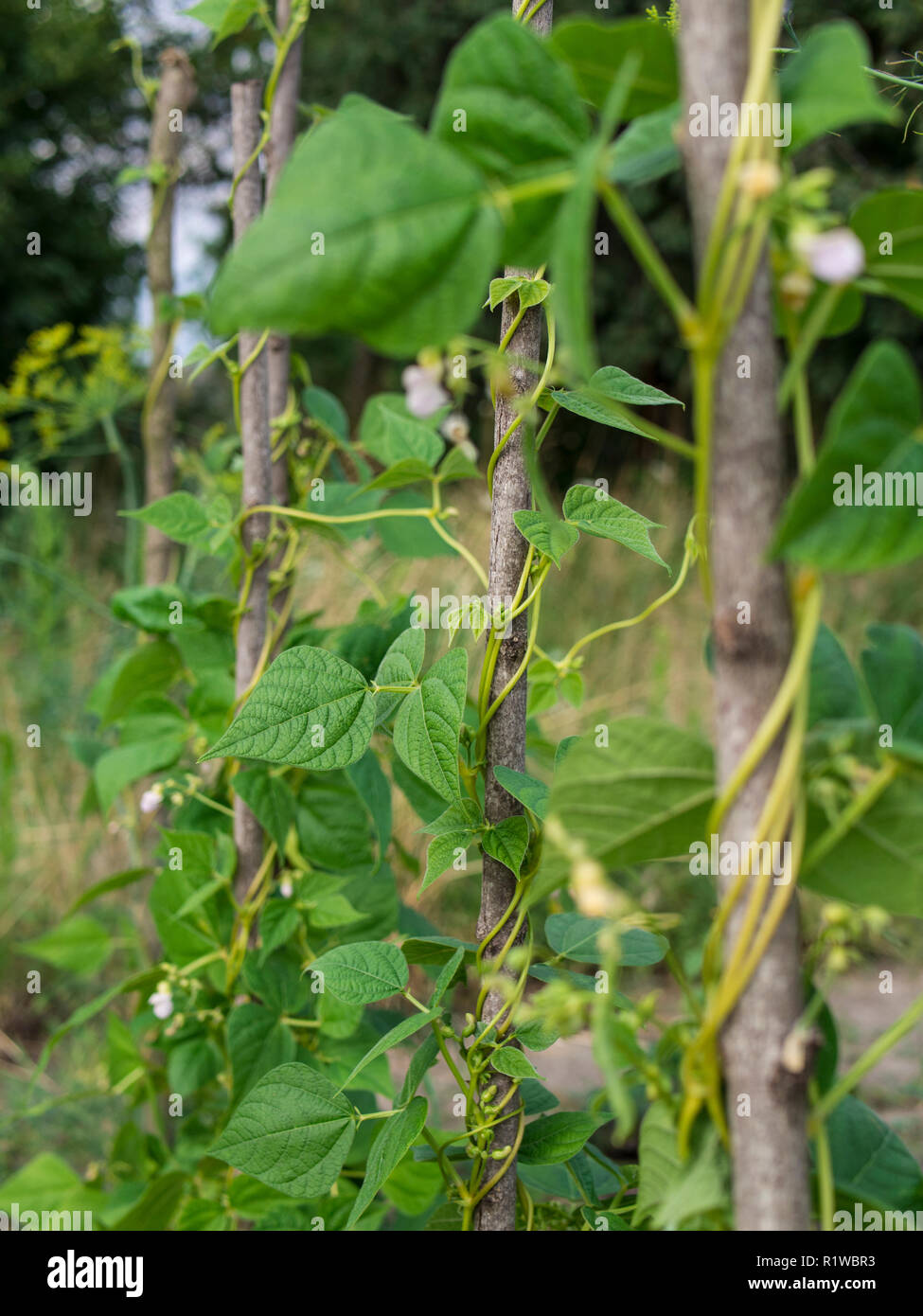 Garden bean hi-res stock photography and images - Alamy