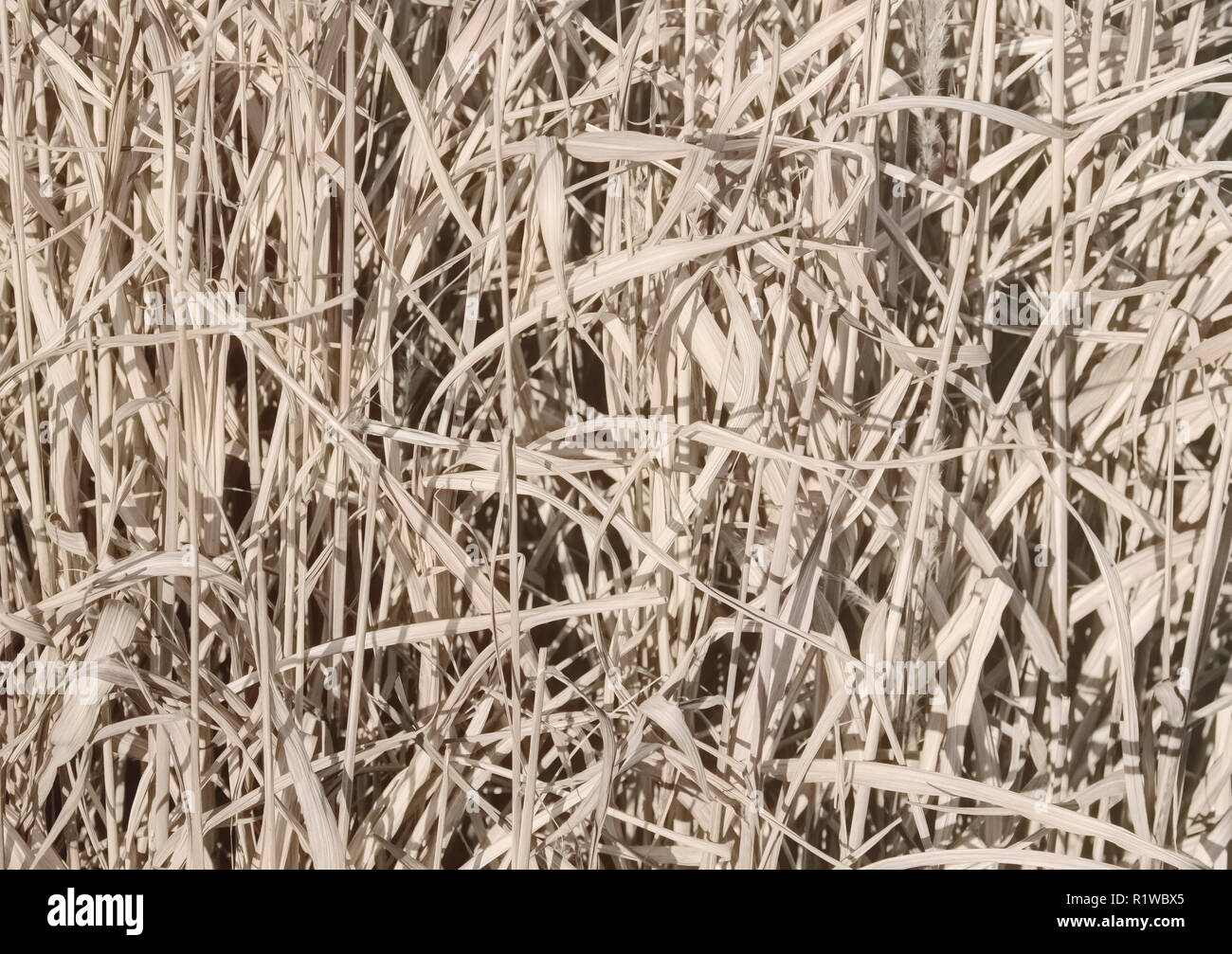 Background from a dried grass monochrome Stock Photo - Alamy