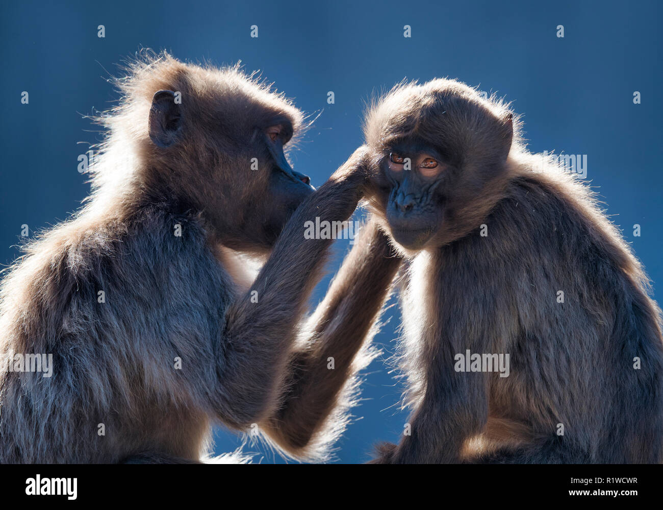 Two Geladas (Theropithecus gelada), captive, mutual grooming, Germany ...