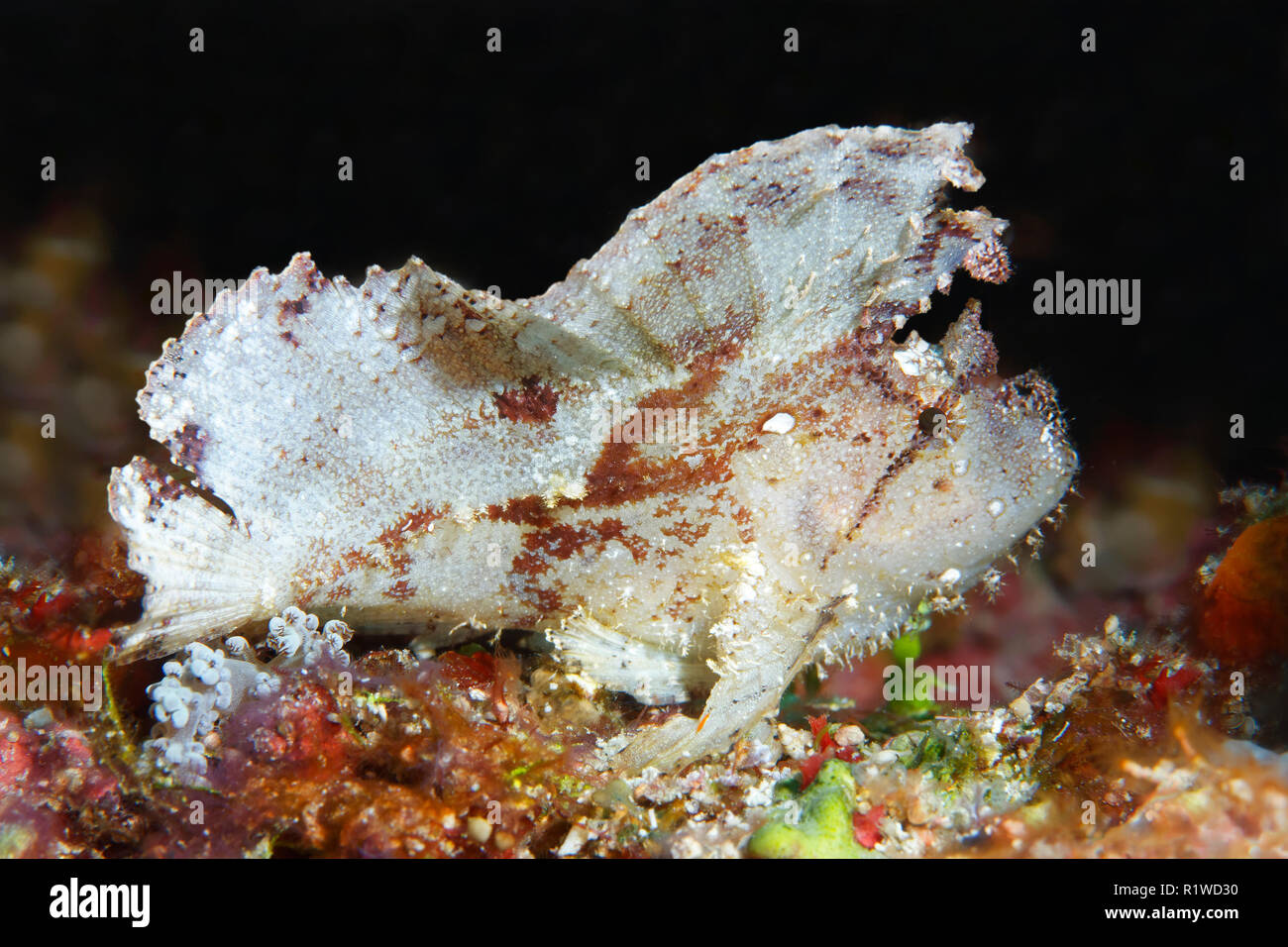Leaf scorpionfish (Taenianotus triacanthus), white, Selayar Island ...