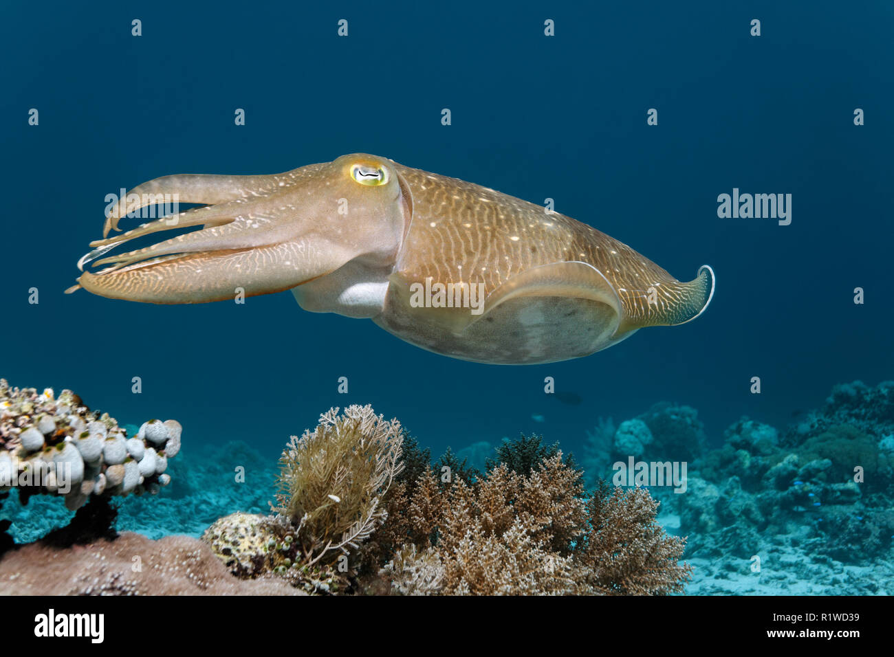 Common cuttlefish sepia officinalis hi-res stock photography and images ...