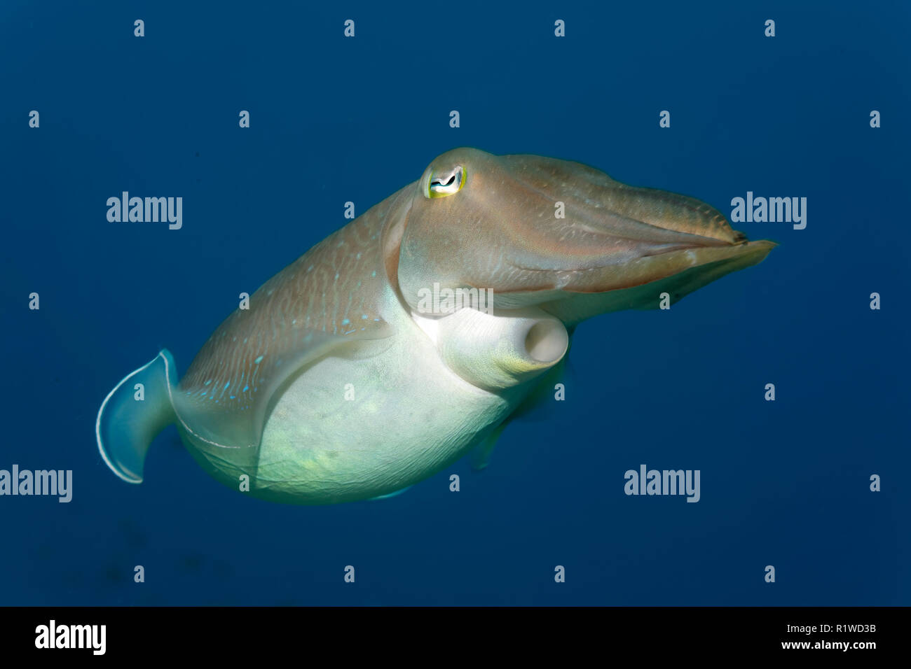 Common cuttlefish hi-res stock photography and images - Alamy