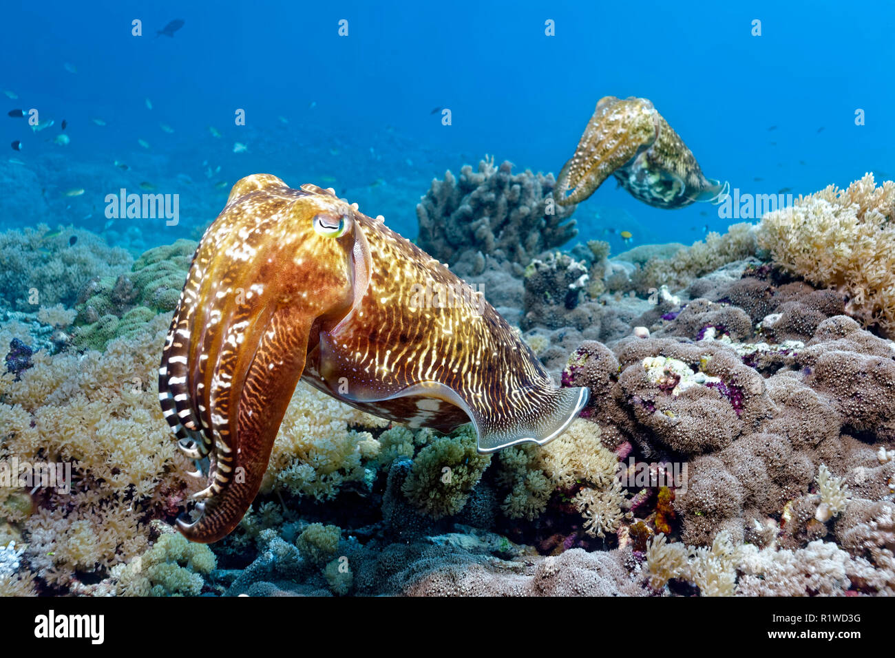 Pair Common cuttlefish (Sepia officinalis), Selayar, South Sulawesi ...