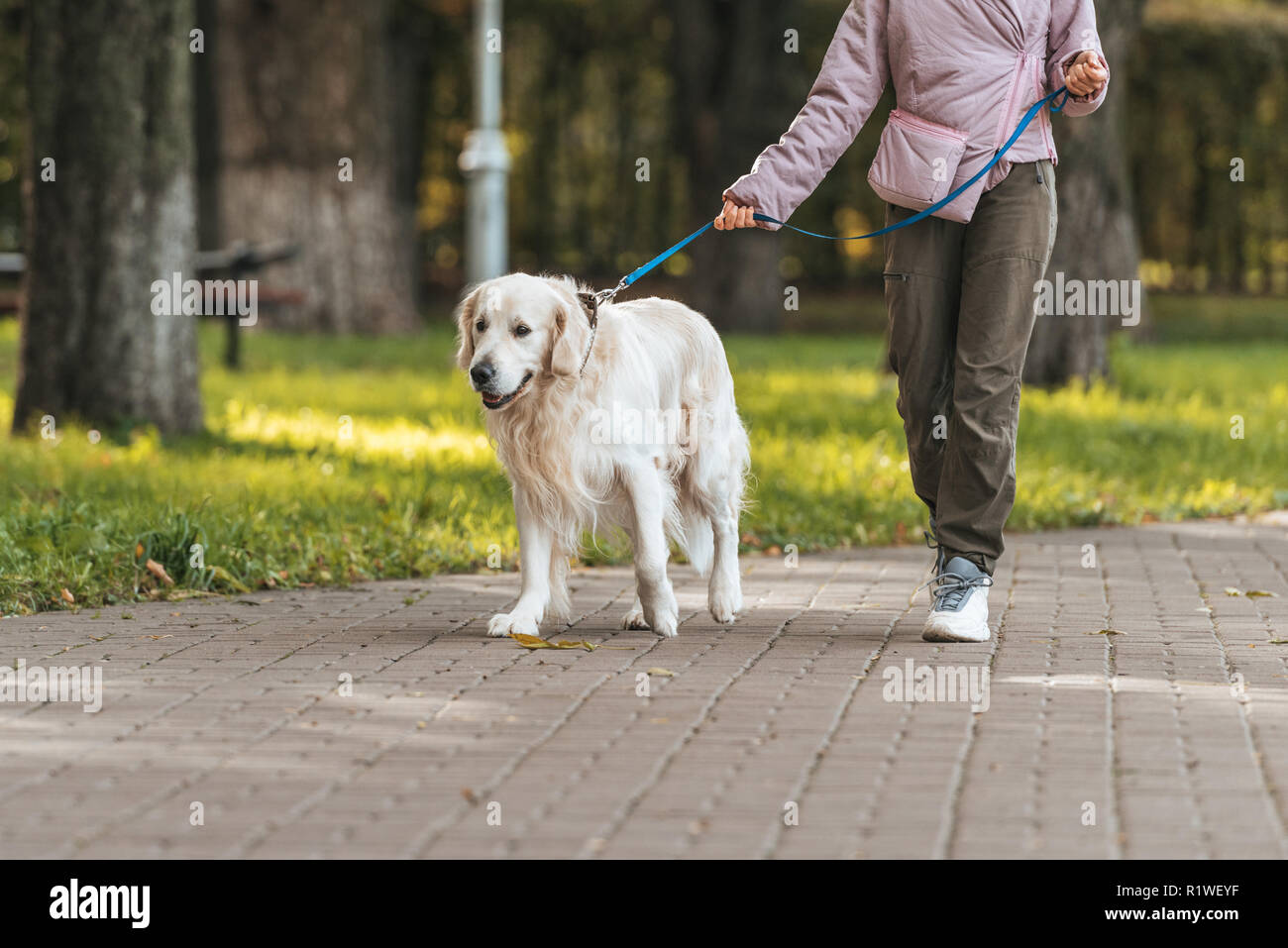 What Side Do Guide Dogs Walk On