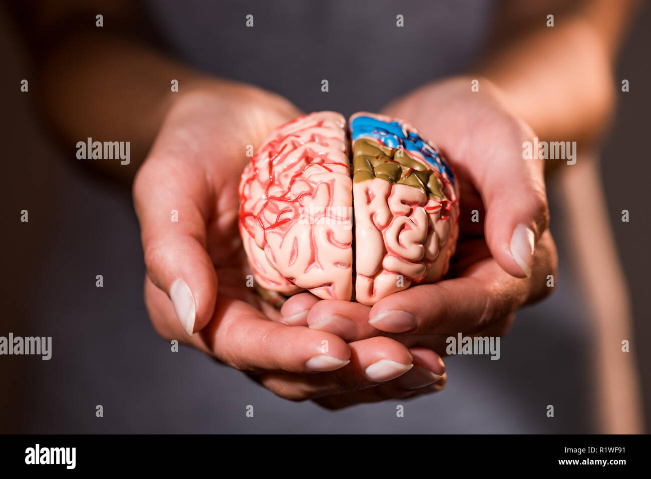 cropped shot of woman holding brain model in hands Stock Photo - Alamy