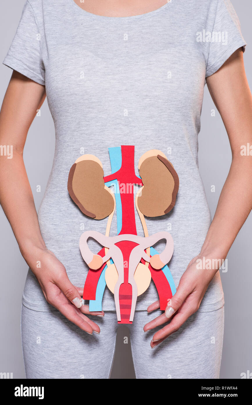 Female internal organs hi-res stock photography and images - Alamy