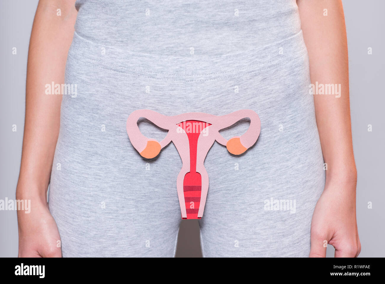 Female reproductive system hi-res stock photography and images - Alamy