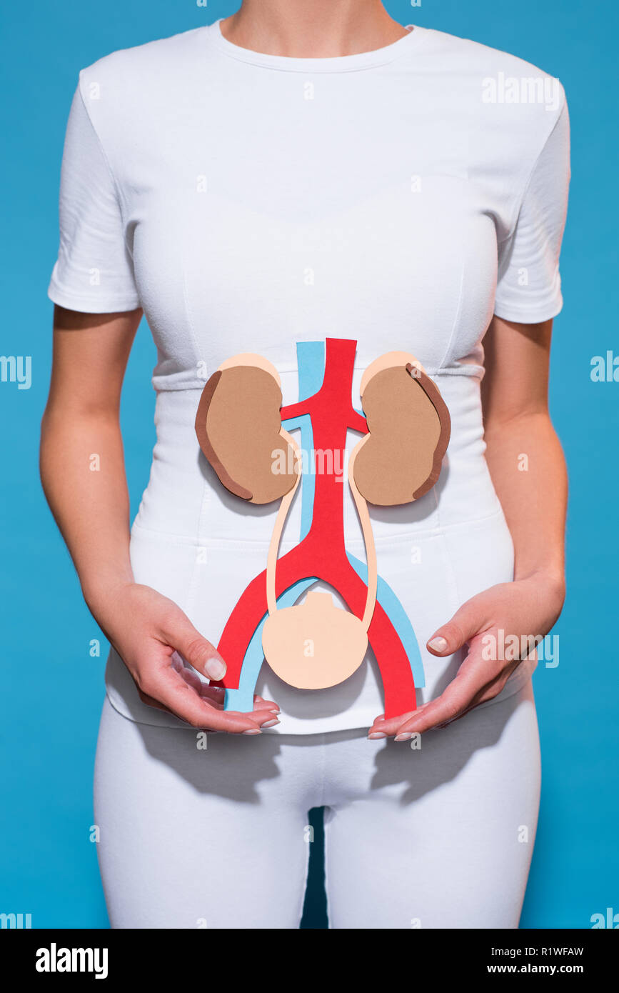 Human organs paper hi-res stock photography and images - Alamy