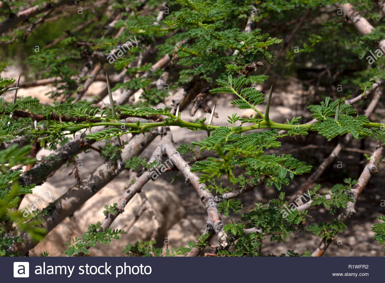 Shittim Wood Stock Photos & Shittim Wood Stock Images - Alamy