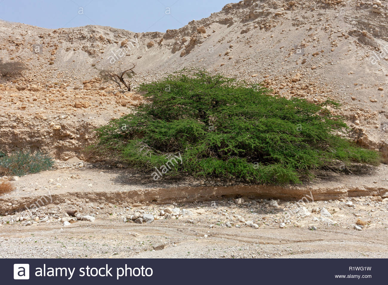 Shittim Wood Stock Photos & Shittim Wood Stock Images - Alamy