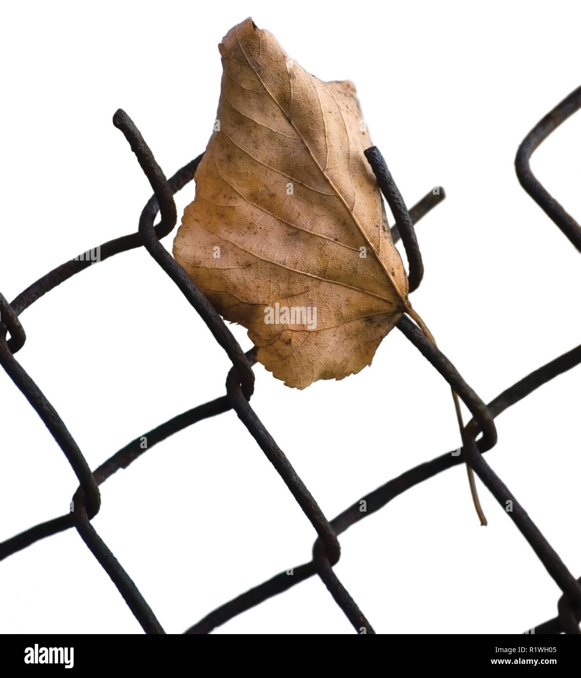 Fallen yellow autumn linden limetree leaf caught on rusty wire mesh ...