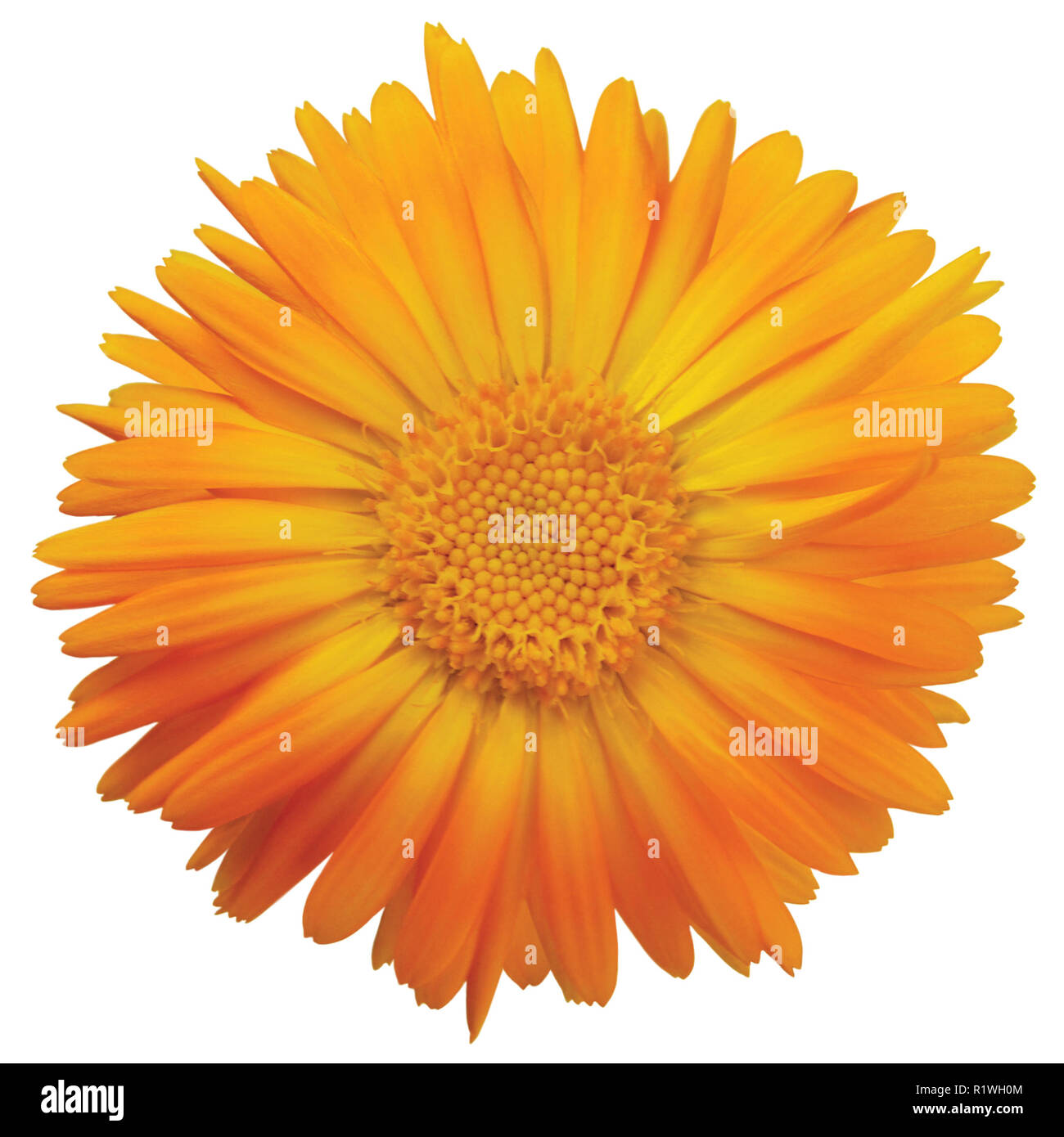 Aster officinalis hi-res stock photography and images - Alamy