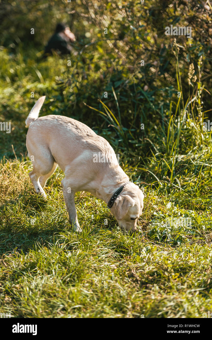 cute golden retriever smelling grass outdoors Stock Photo - Alamy