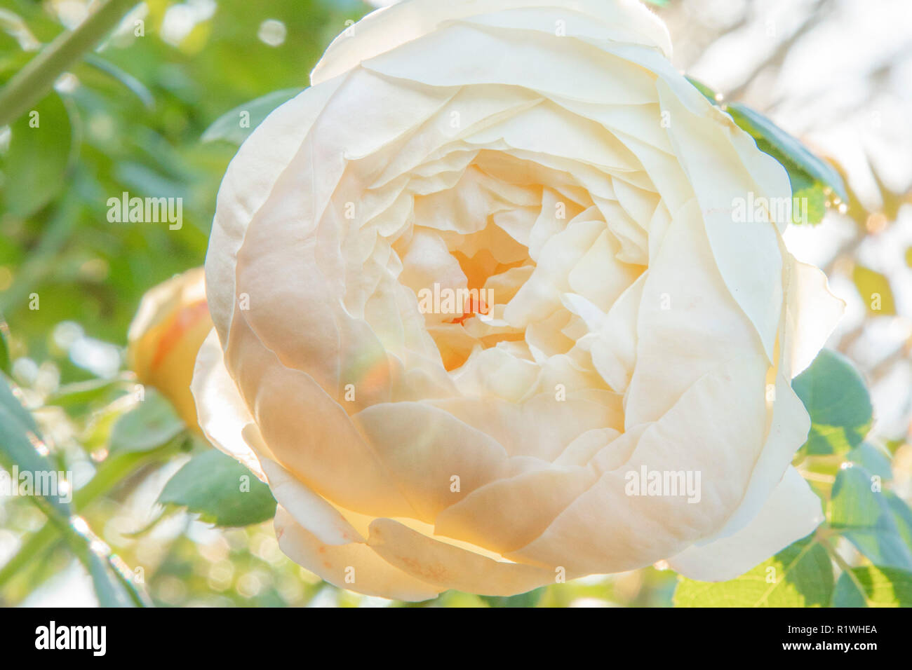 White rose in the Gardens and floral blooms in the autumn season at the ...