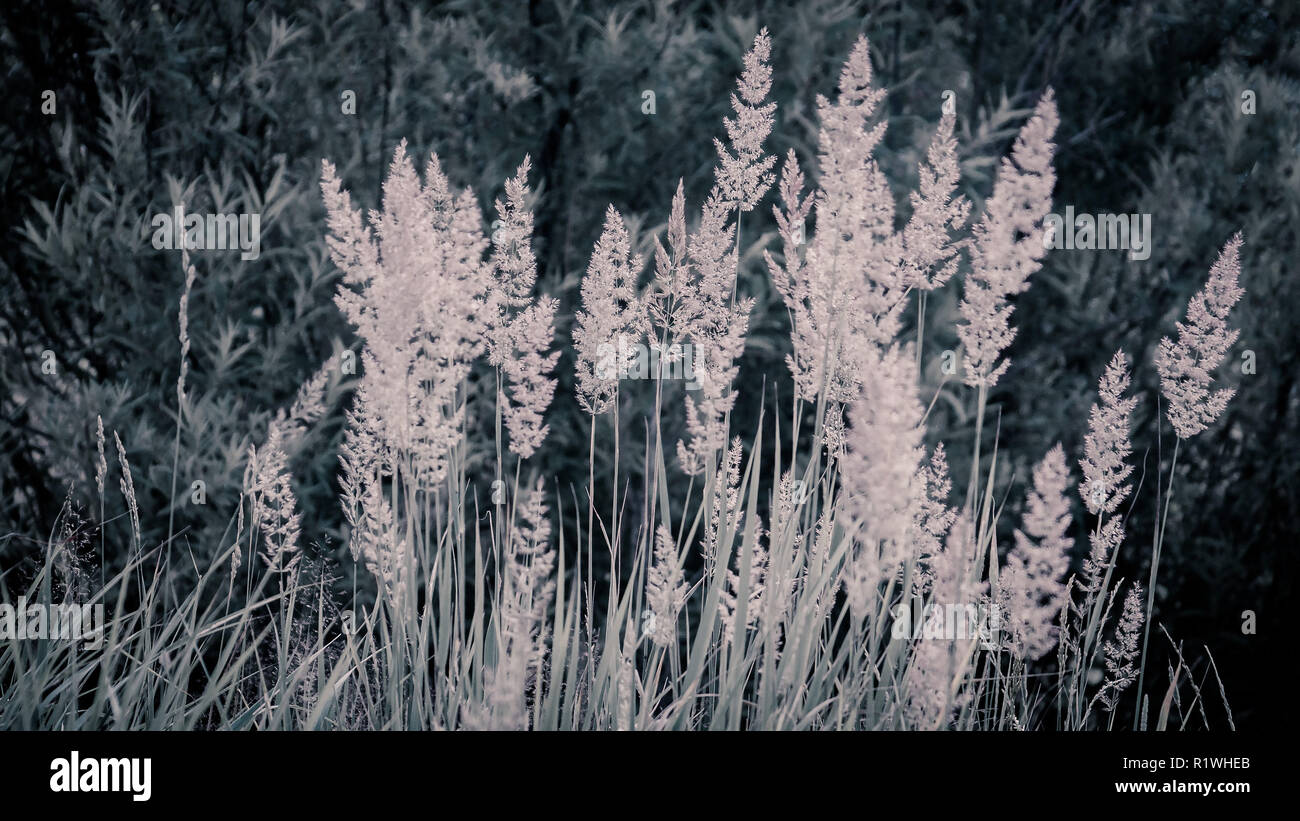 Illustration background texture concept: tall grass in the morning ...