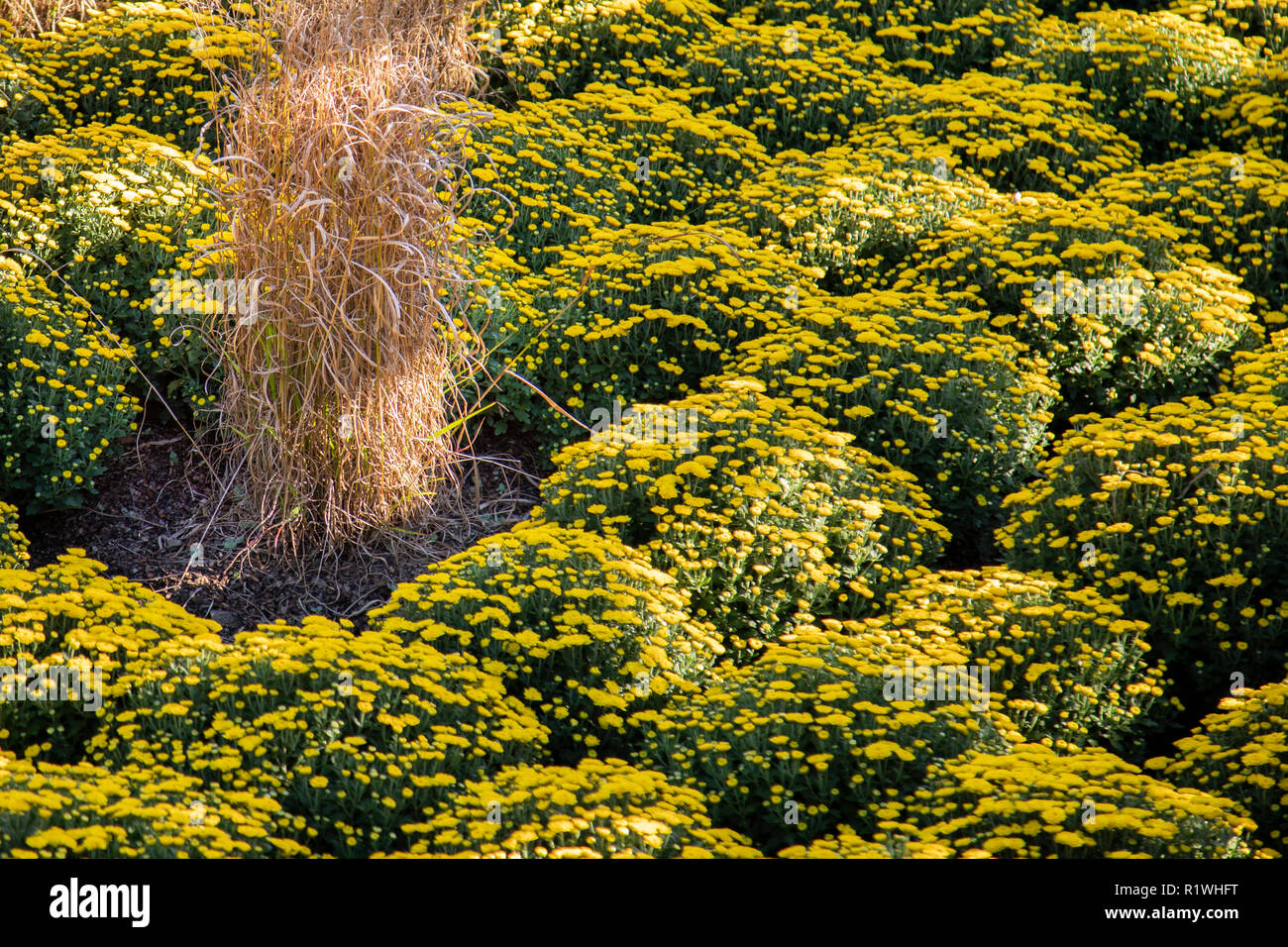 Gardens and floral blooms in the autumn at the Biltmore Estate, large ...