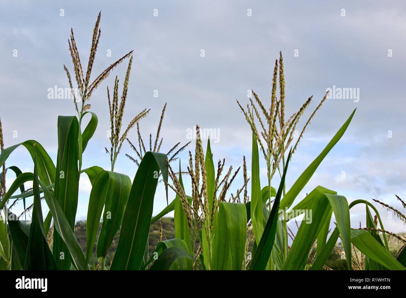 Corn crops mexico hi-res stock photography and images - Alamy