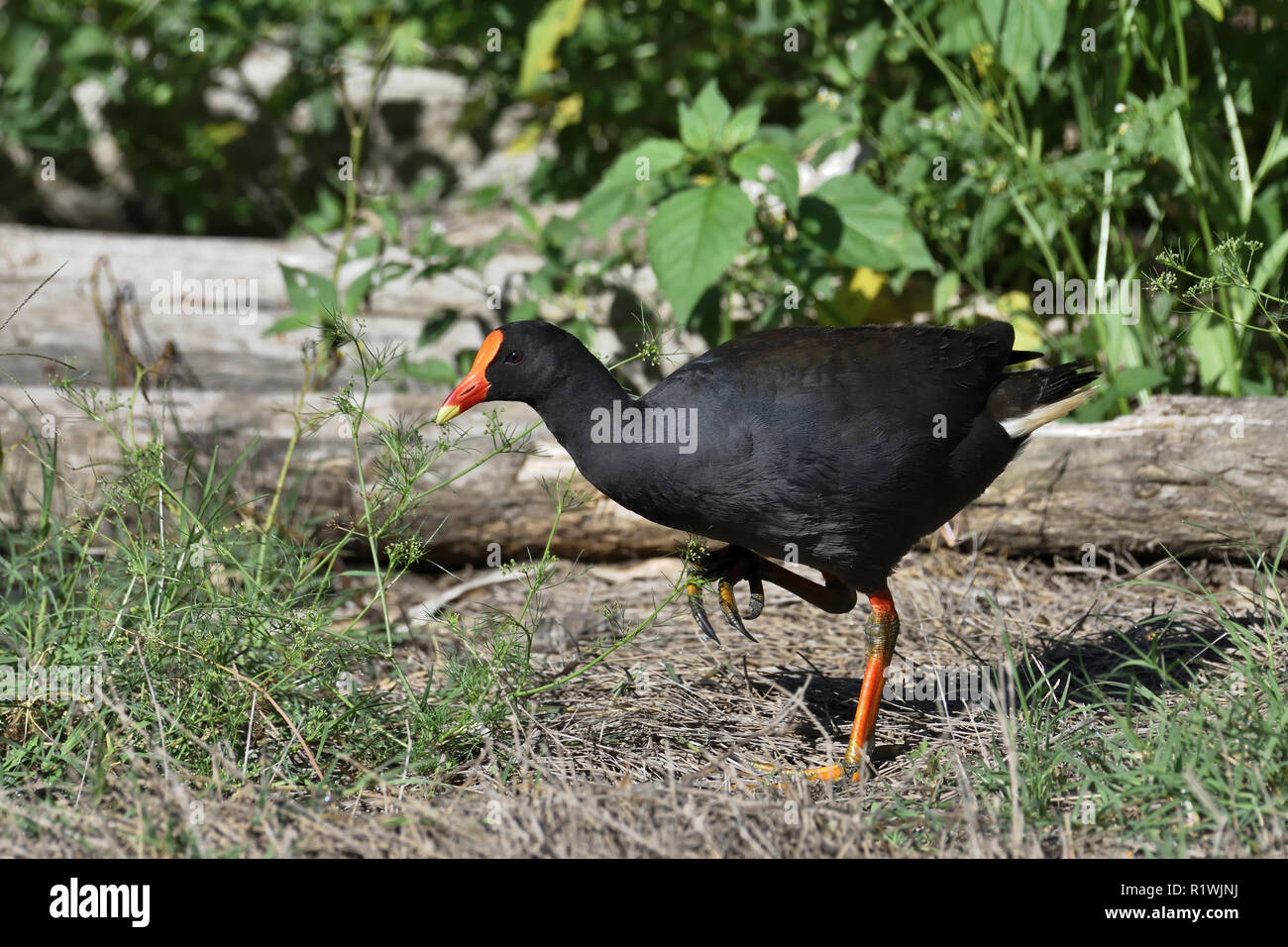 Queensland Dusky Moorhen High Resolution Stock Photography and Images ...