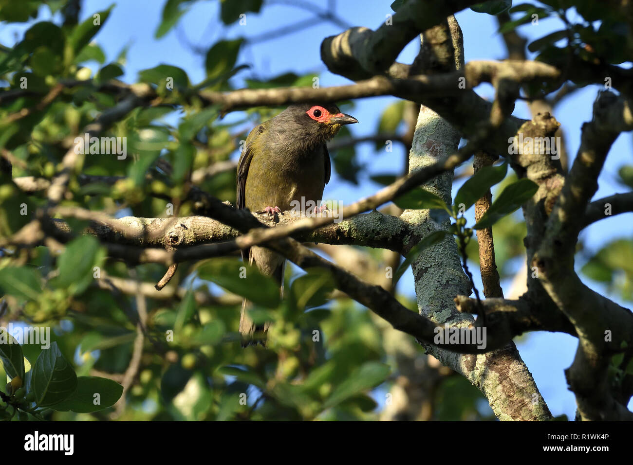 Queensland Male Figbird Sphecotheres Viridis High Resolution Stock ...