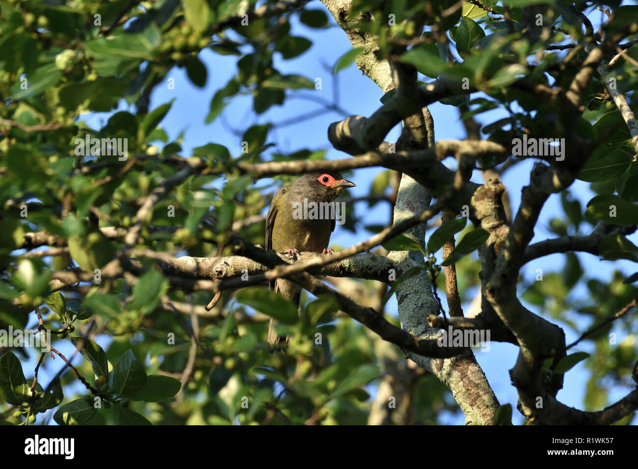 Figbird Stock Photos & Figbird Stock Images - Alamy