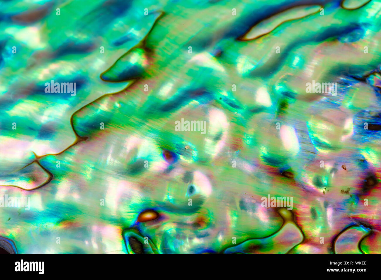 Close up multicolour texture background of paua shell, haliotis iris or ...