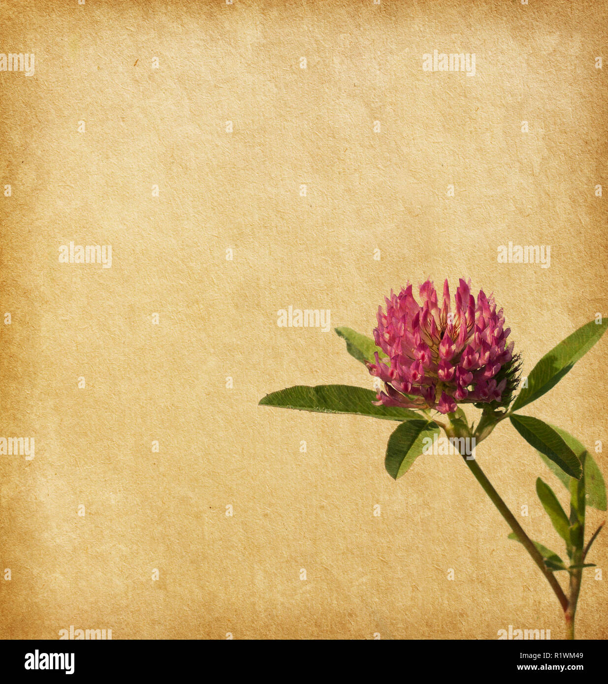 Old paper with Clover flower Stock Photo - Alamy