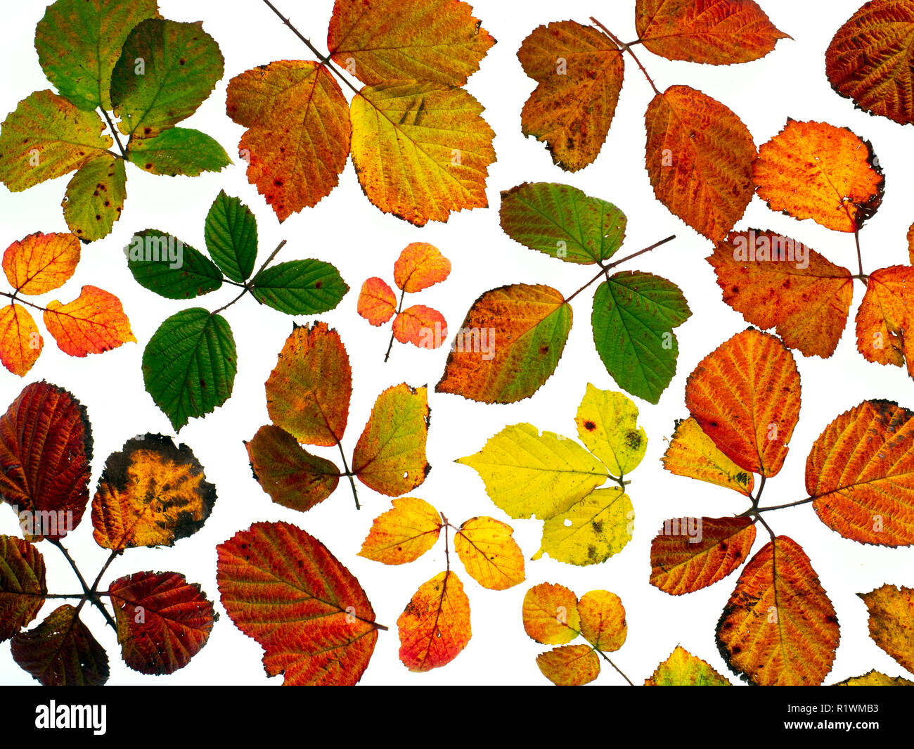 Bramble leaves changing colour in autumn Stock Photo - Alamy