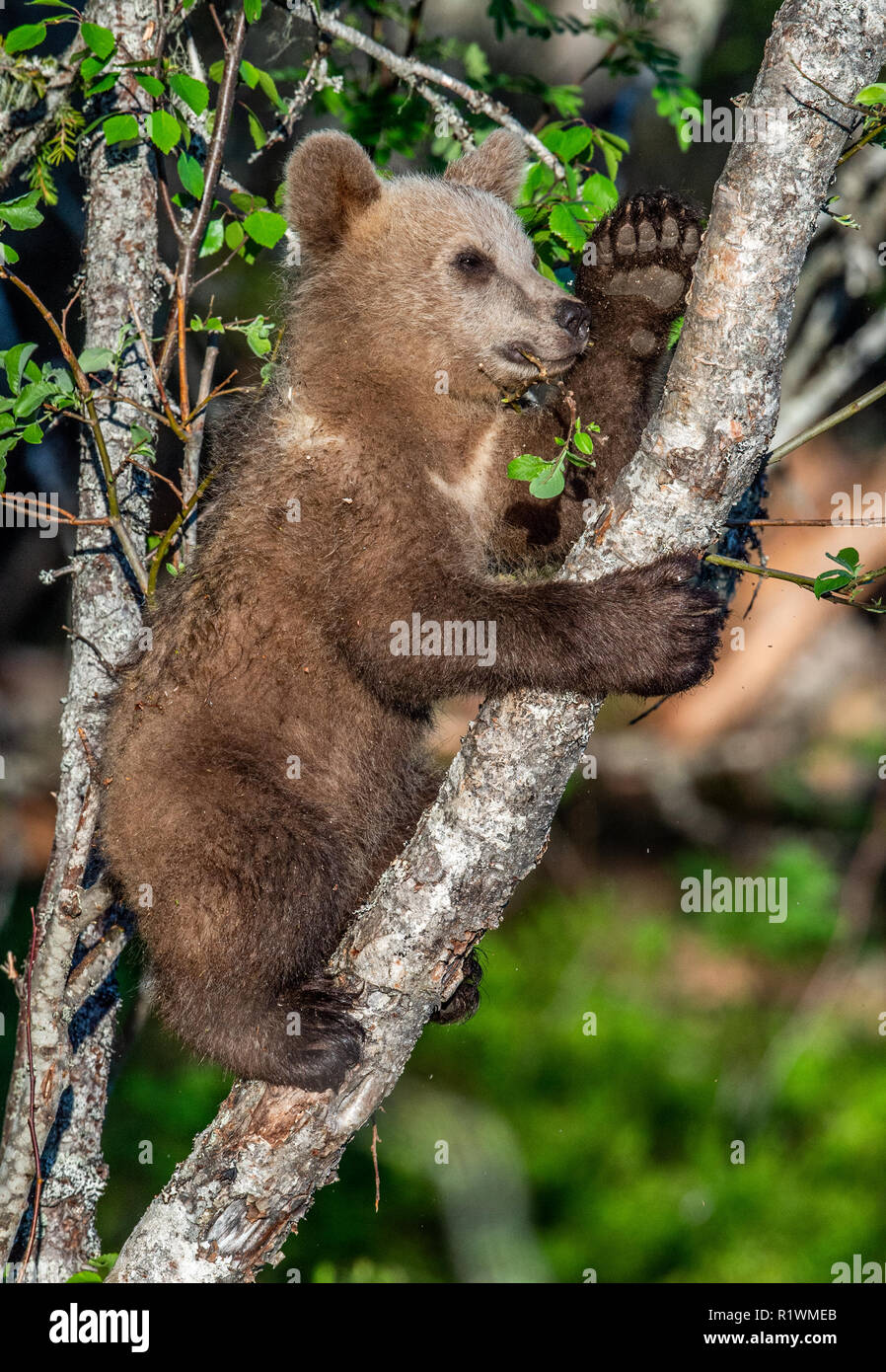 Bear cubs climbing up a tree hi-res stock photography and images - Alamy