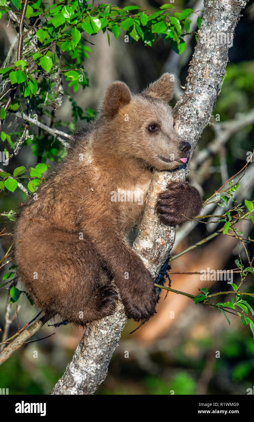Bear Cubs Climbing Up A Tree Hi Res Stock Photography And Images Alamy